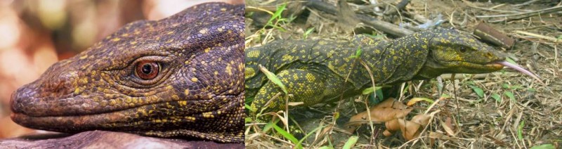 Топ 10 Нови Видове - 2011 - Читател - живей в по-добрия свят!